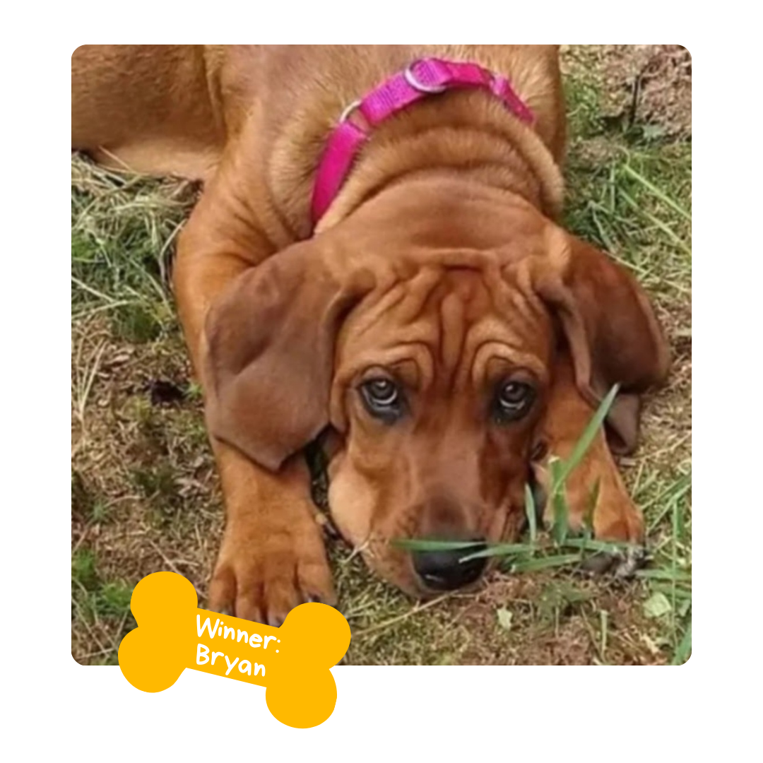 Pets of OTOW Calendar – On Top of the World Info