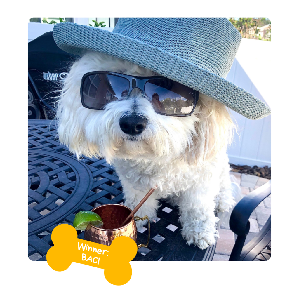 Pets of OTOW Calendar – On Top of the World Info