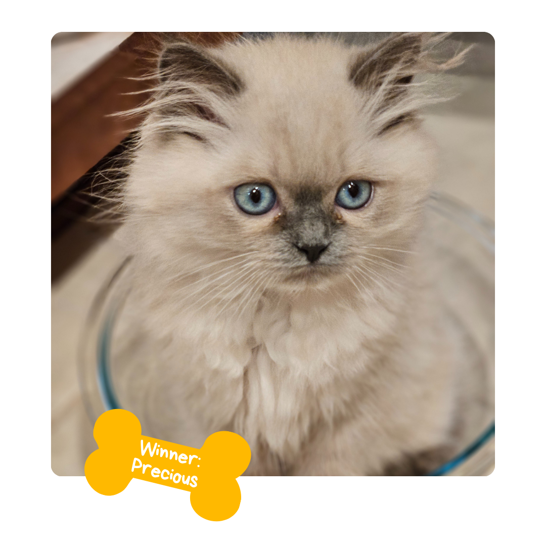 Pets of OTOW Calendar – On Top of the World Info