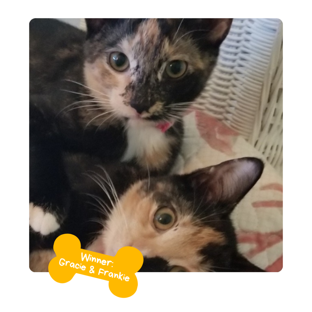 Pets of OTOW Calendar – On Top of the World Info